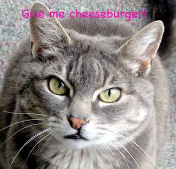 cheese burger cat (in Clipart)