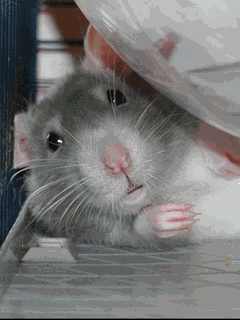cute mouse (in Animated GIFs)