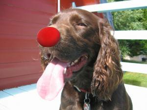 Mad Spaniel (in Clipart)